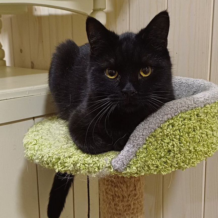 Котенок в добрые руки
