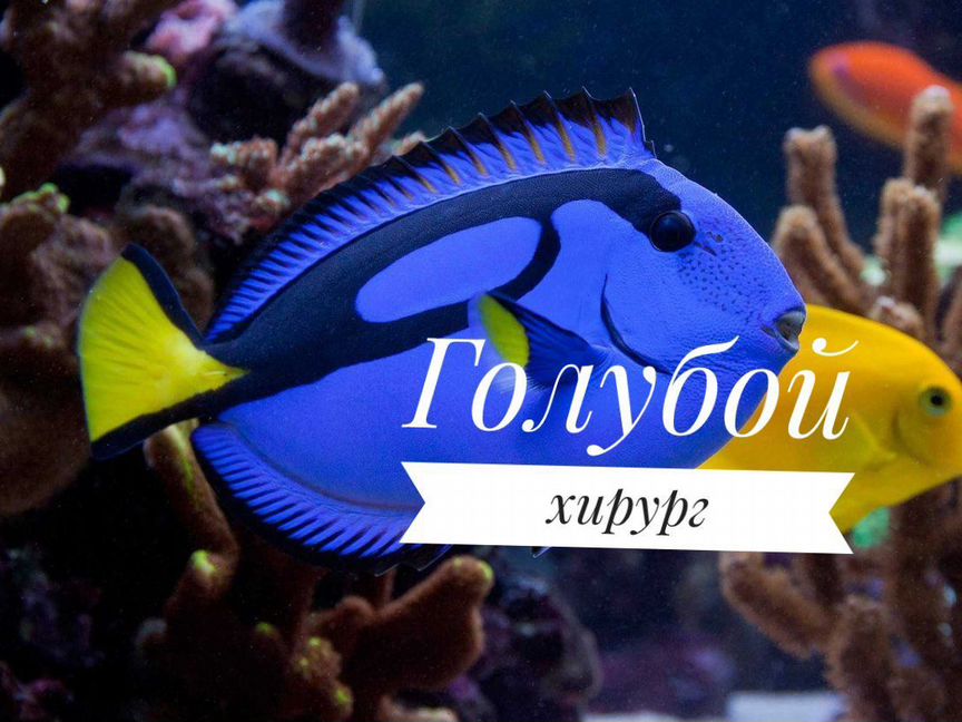 Голубой хирург, S (морская рыбка в наличии)