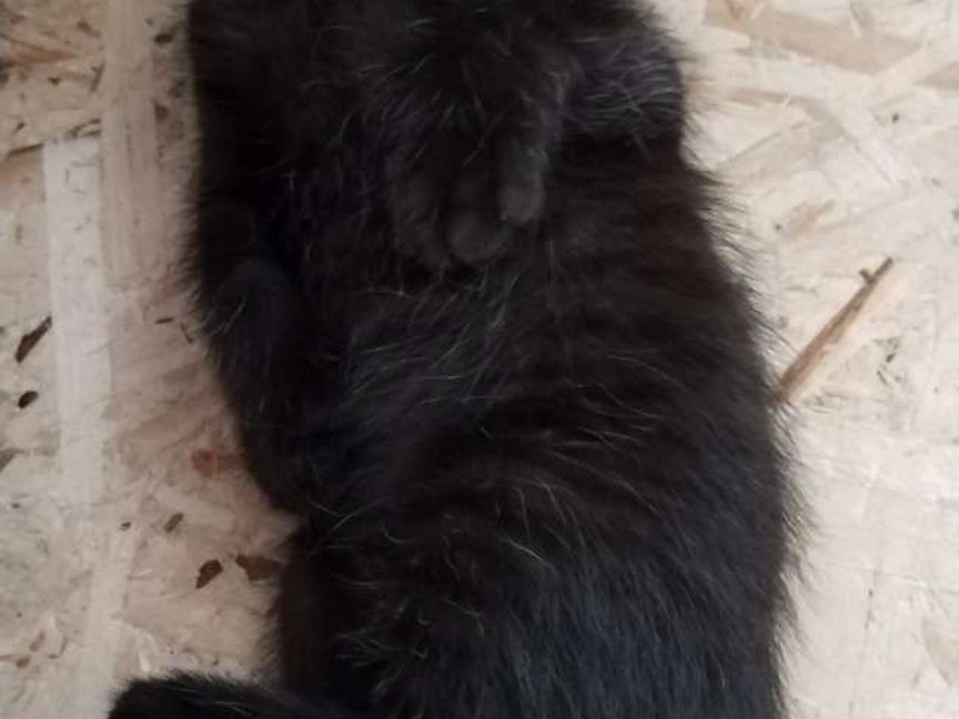 Котята в добрые руки бесплатно