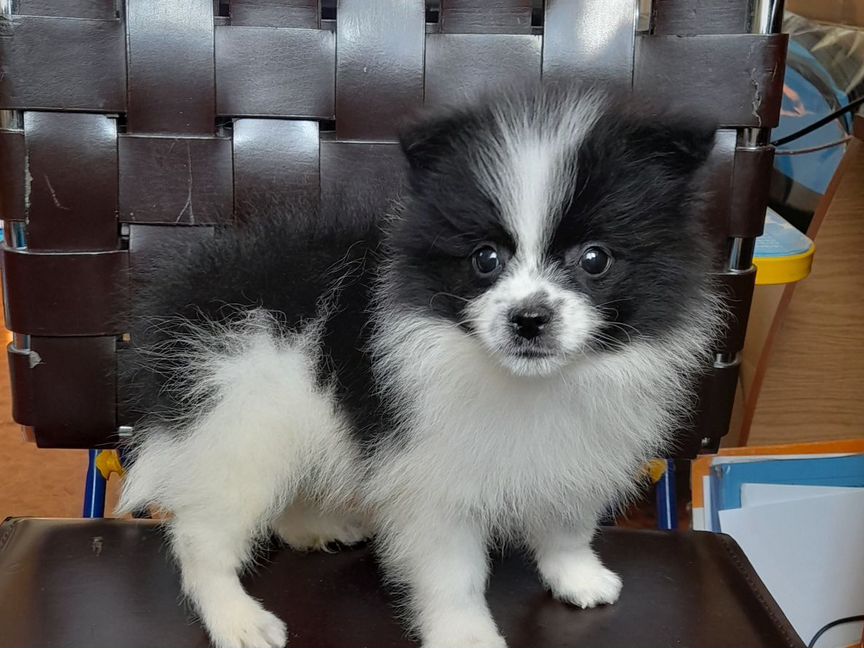 Гламурный мальчик