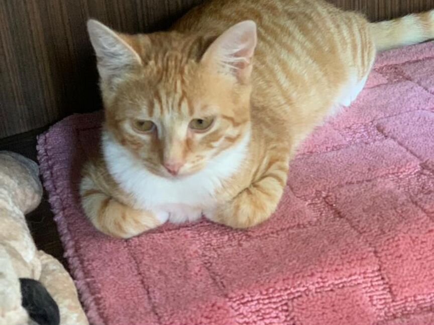 Котенок ищут дом