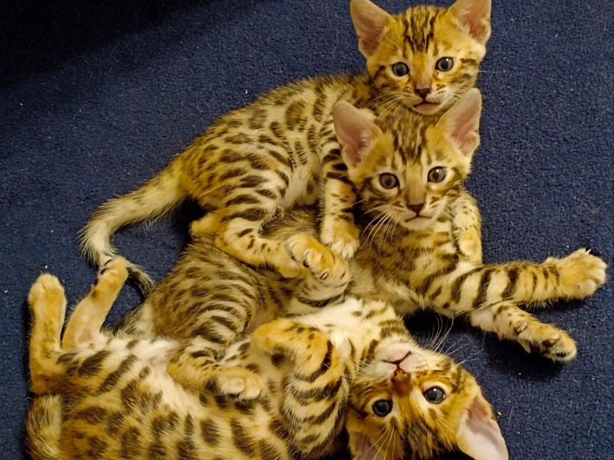 Бенгальская