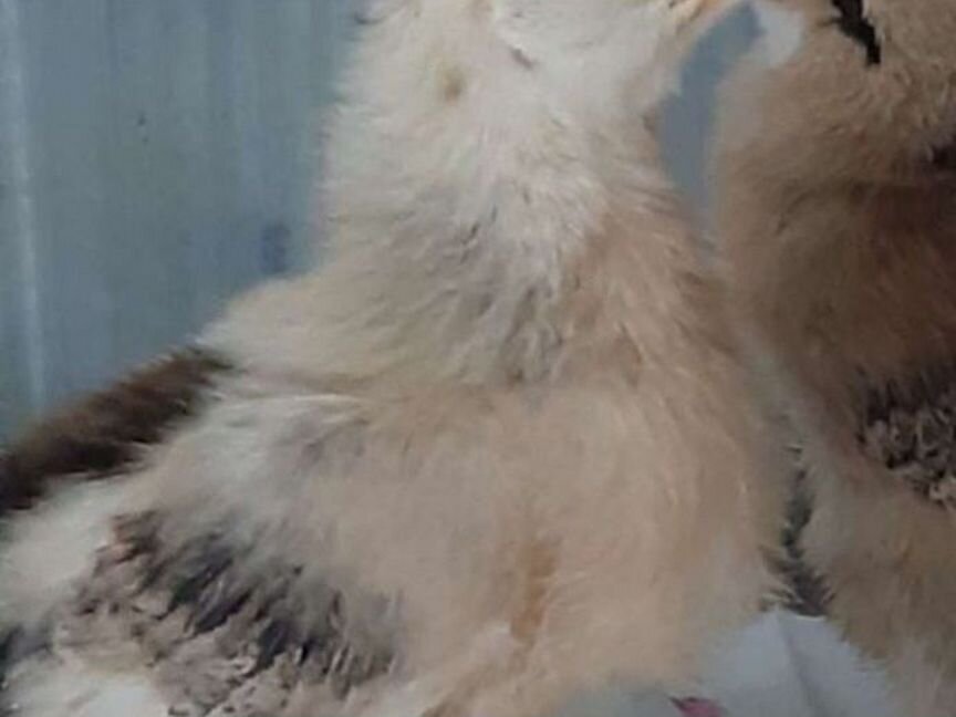 Цыплята бентамки