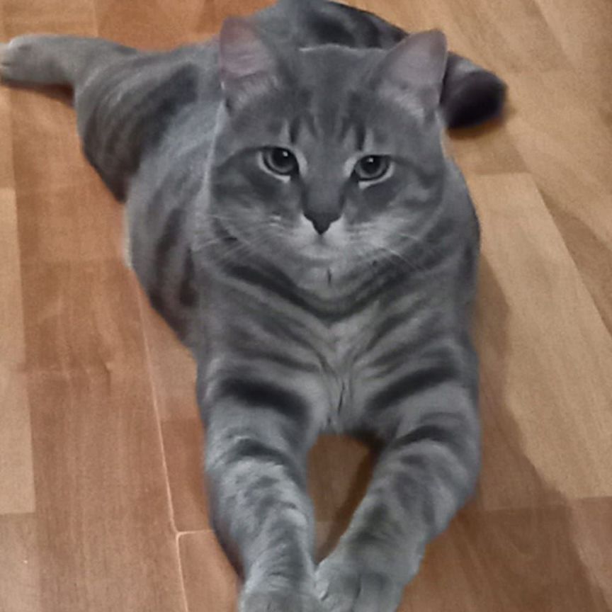 Котик Мартик ищет дом