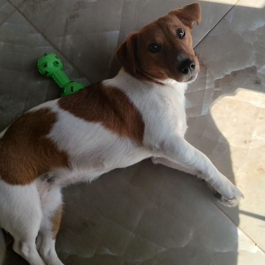 Джек-рассел-терьер, щенок