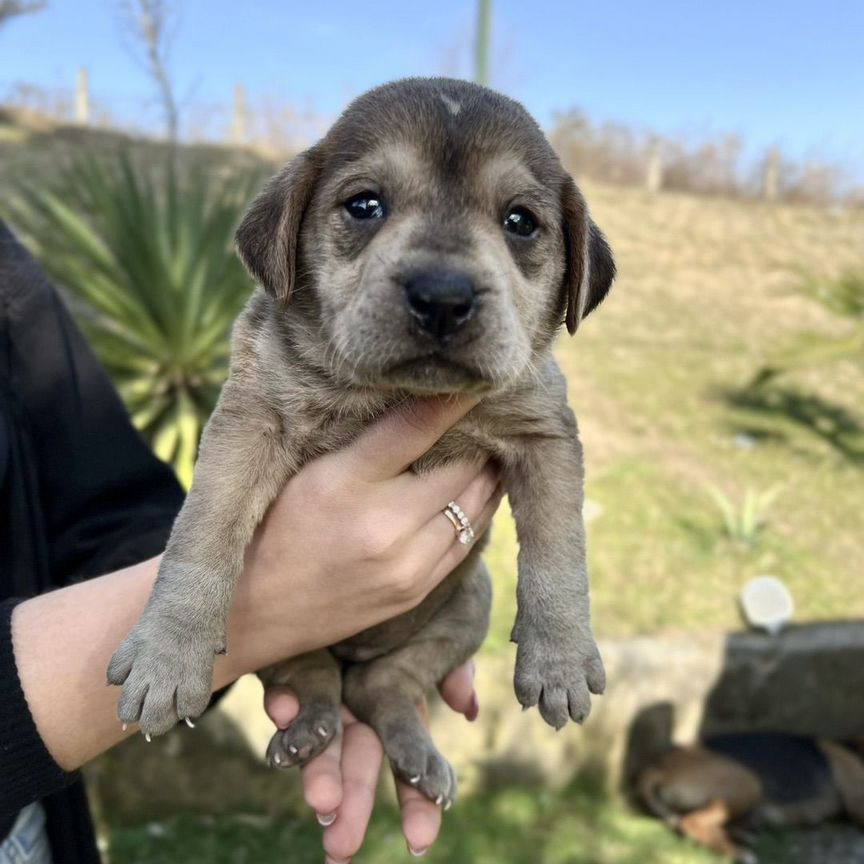 Ищем семью для щенка