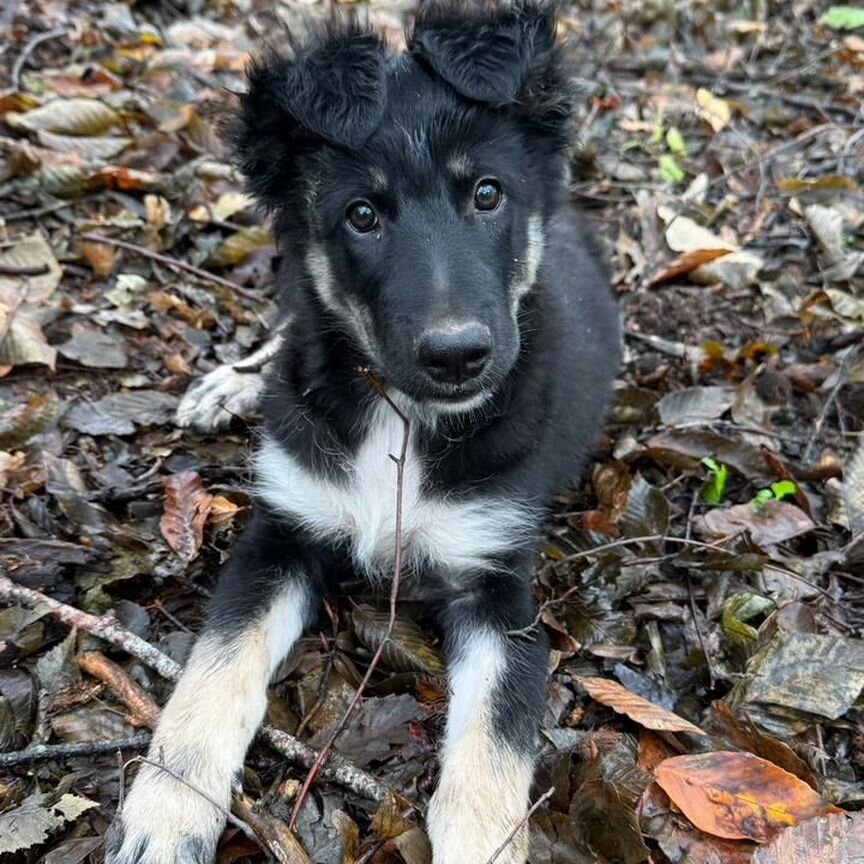 Красивый щенок в добрые руки