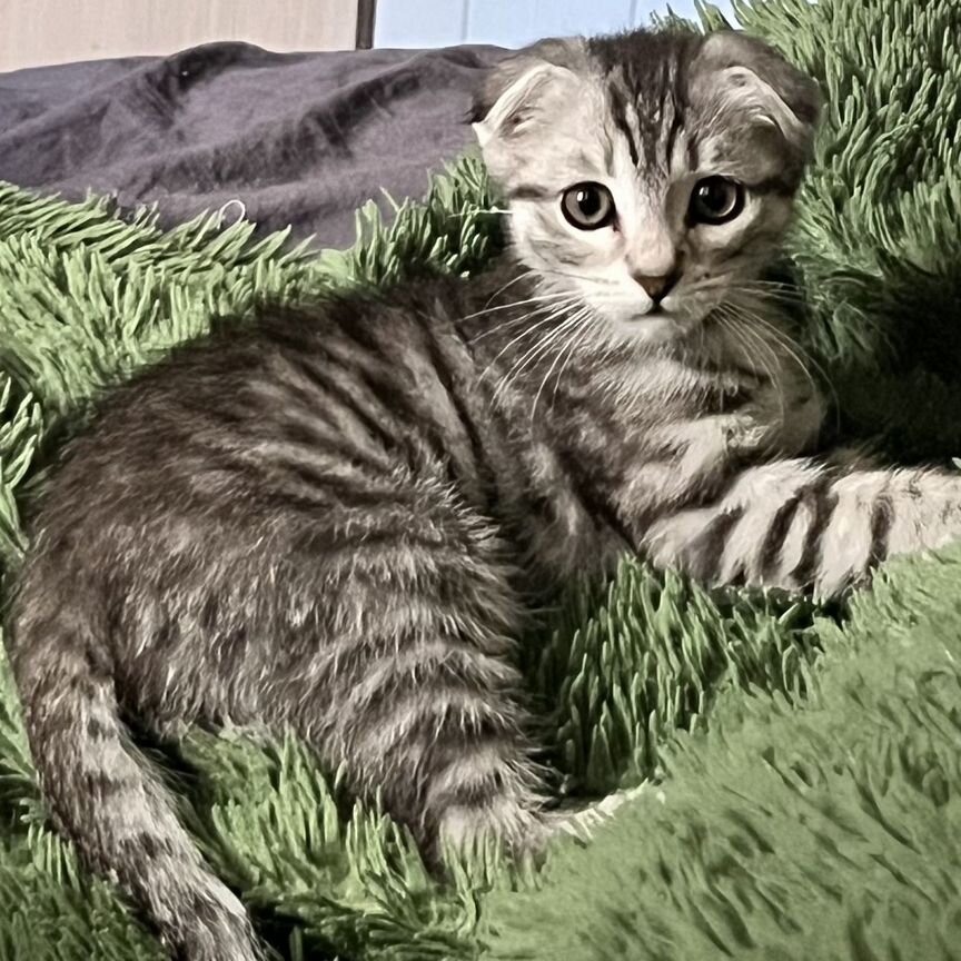 Шотландский вислоухий кот в добрые руки