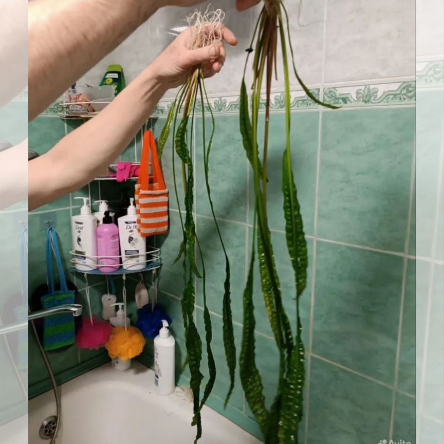 Криптокарина