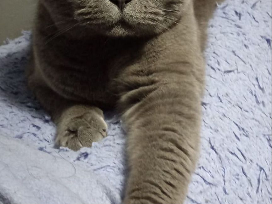 Британский кот