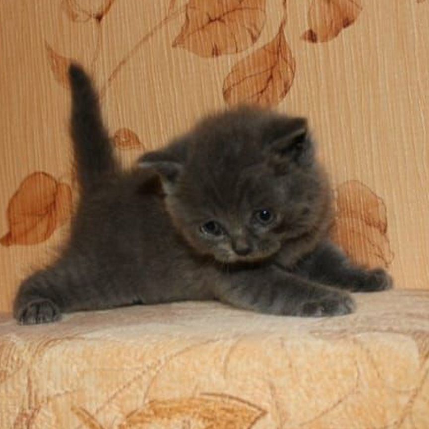 Шотландская