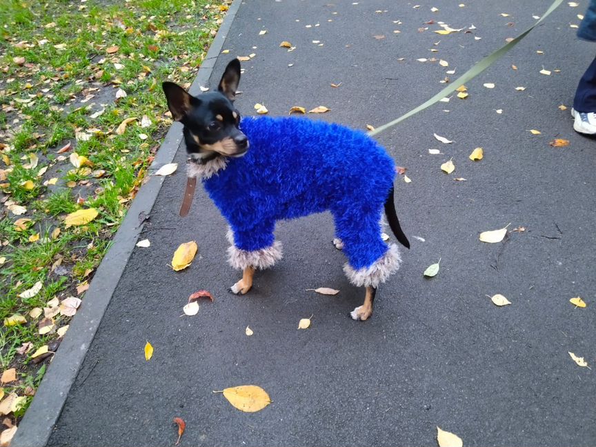 Вяжу на заказ Одежда собачкам