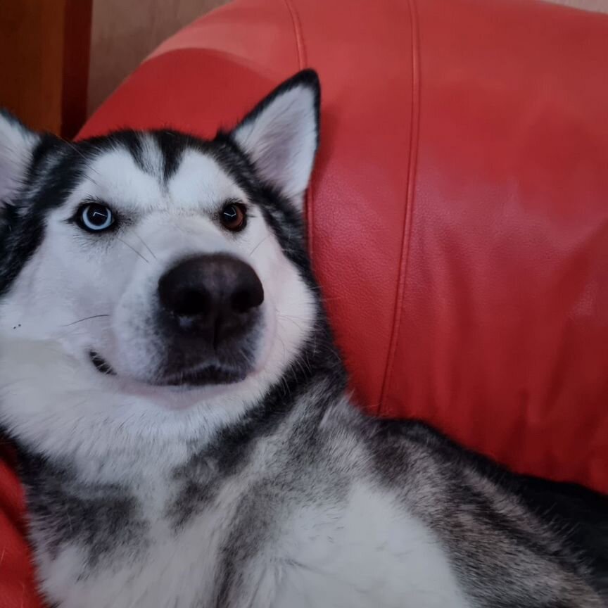 Отдам собаку хаски в добрые руки