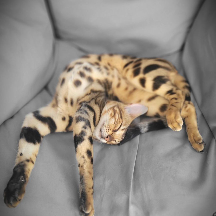 Бенгальская кошка