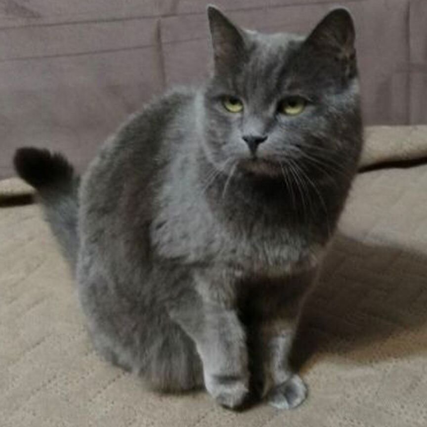 Взрослая кошка в добрые руки