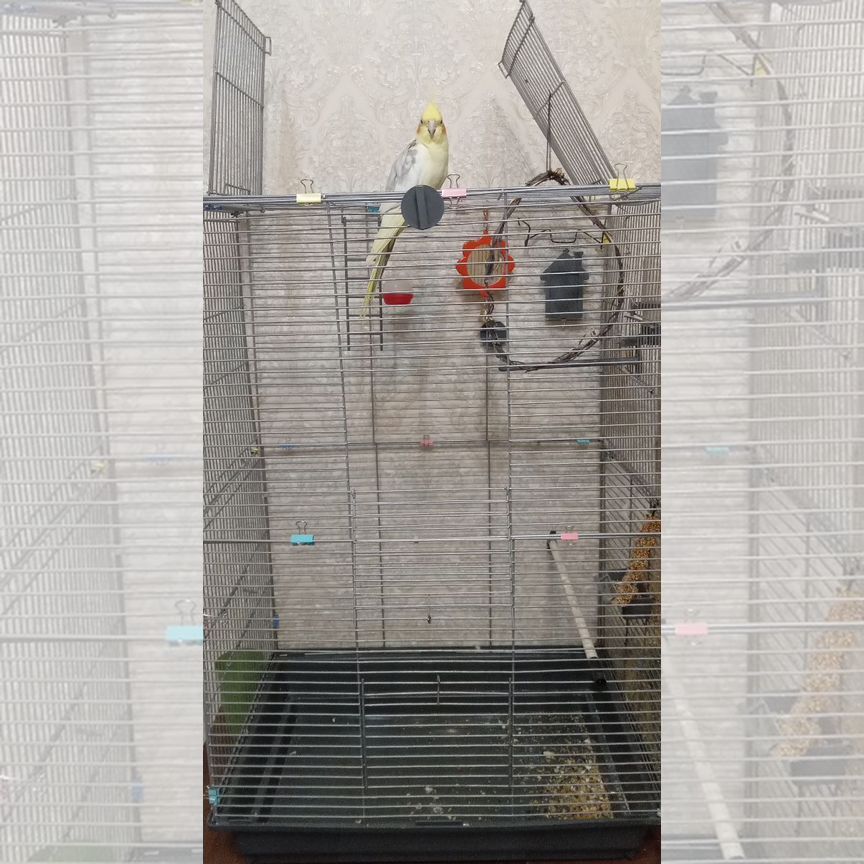Попугай Корелла с клеткой