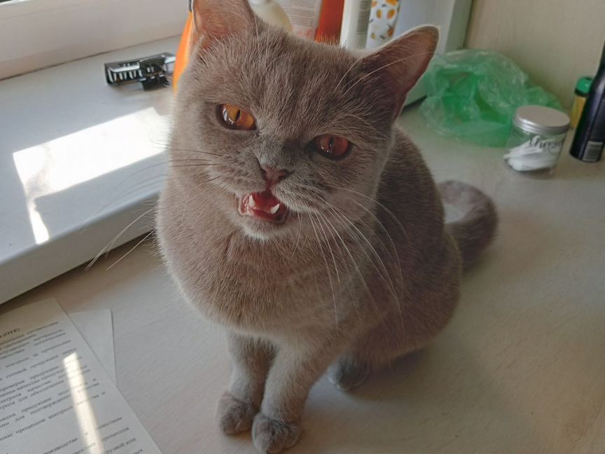 Кошки