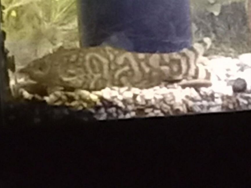 Боция мраморная