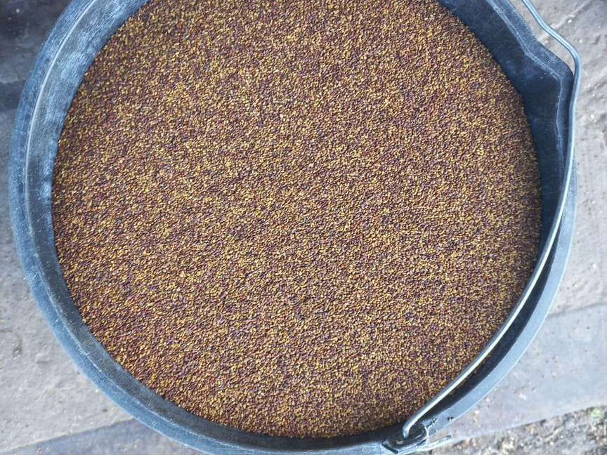 Семена Люцерны в мешках