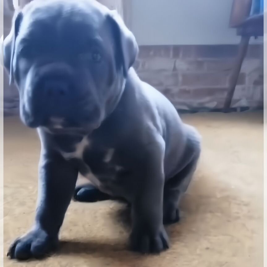 Кане-корсо, щенок