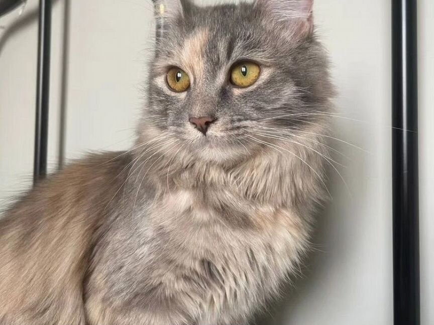 Лекси нашли в коробке