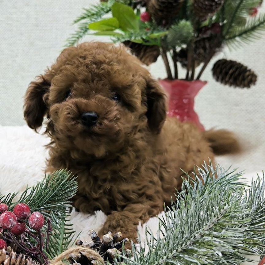 Пудель, щенок