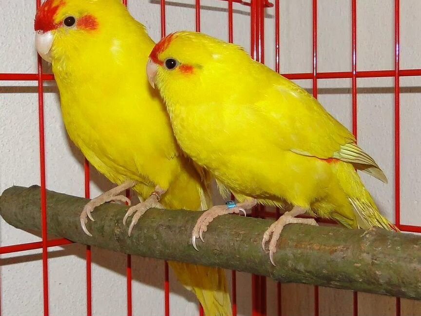 Какарики птенцы