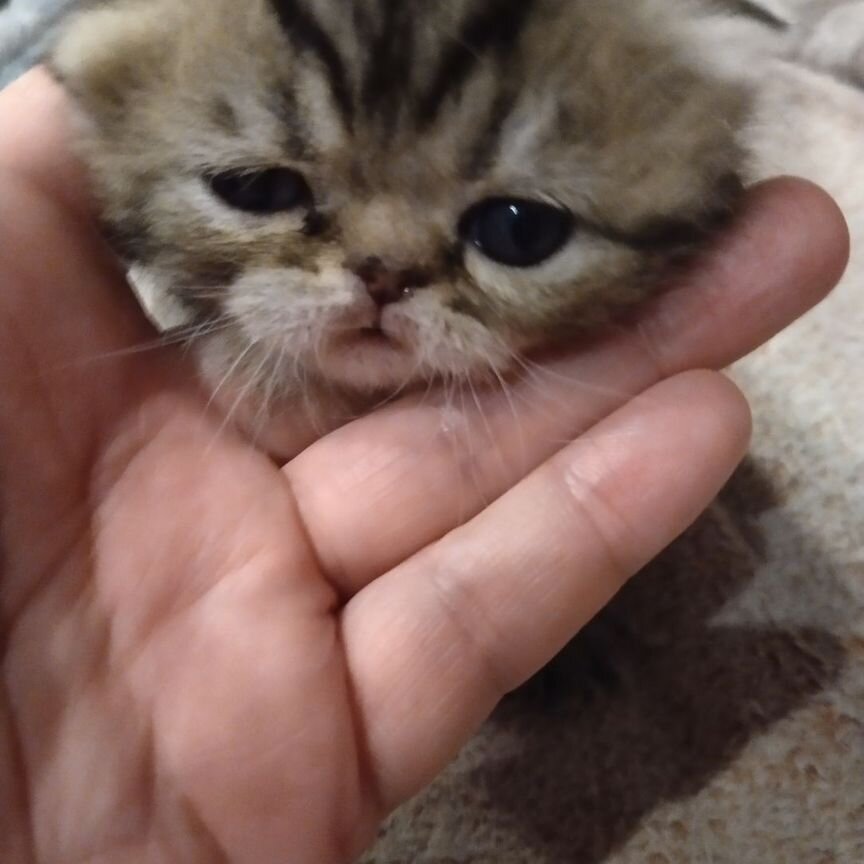 Котики экзотики