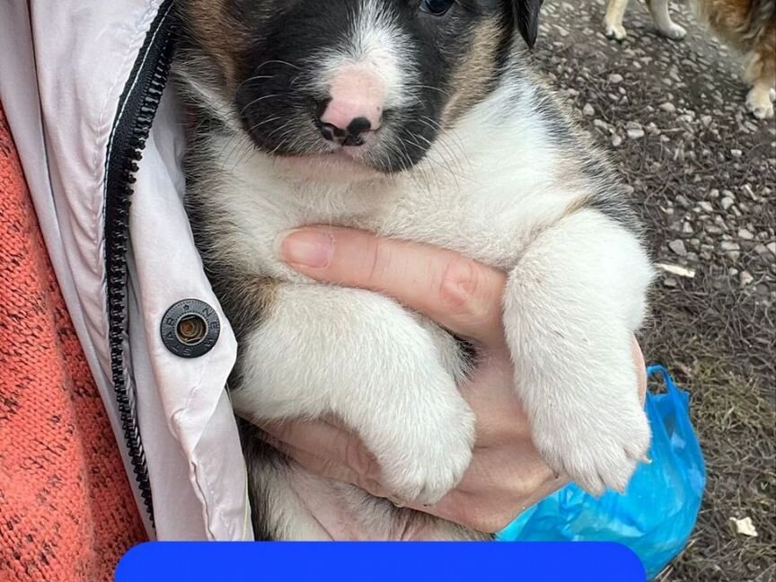 Щенки ищут дом