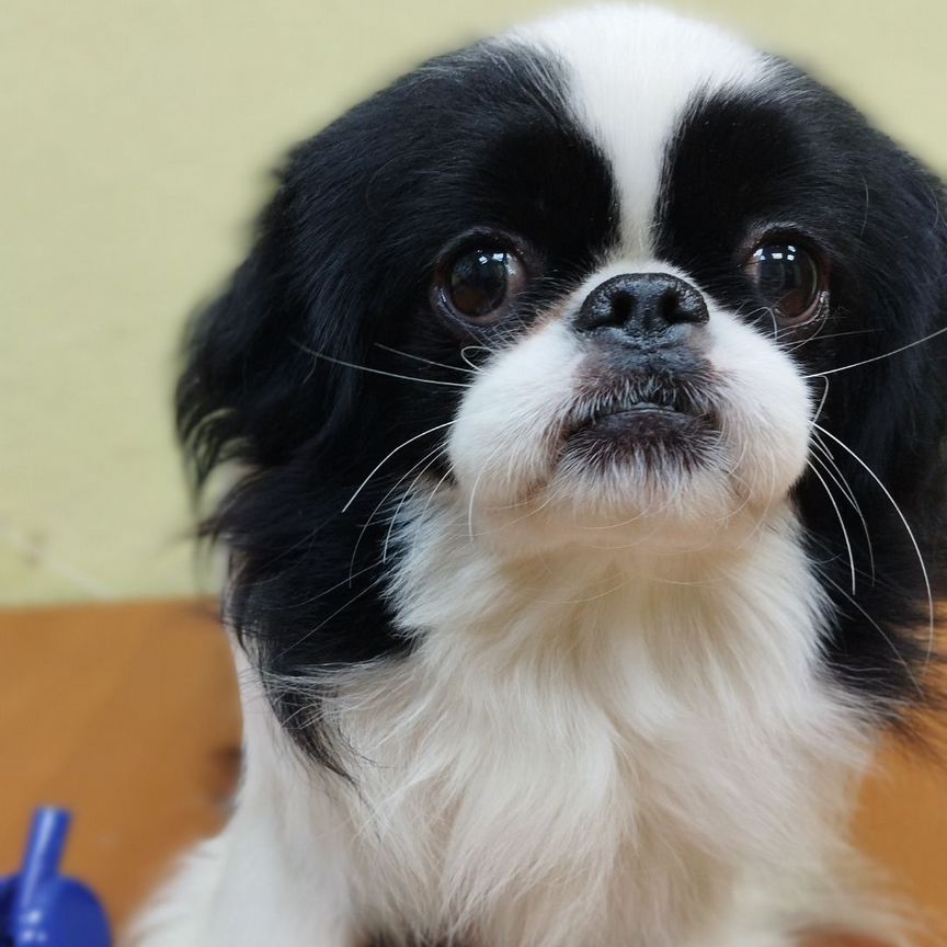 Собаки японский хин