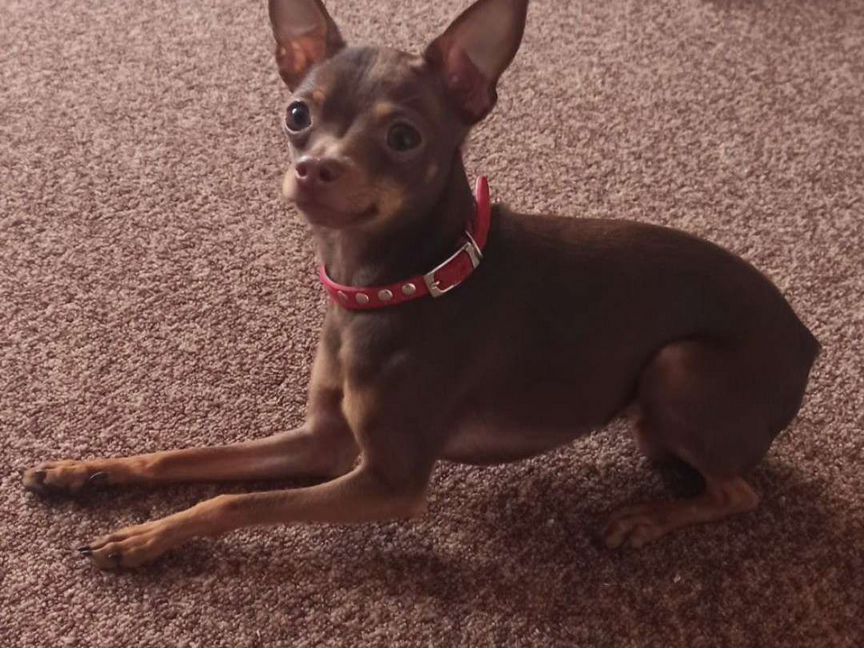 Той-терьер Вязка