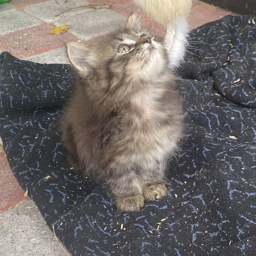 Котятки в добрые руки