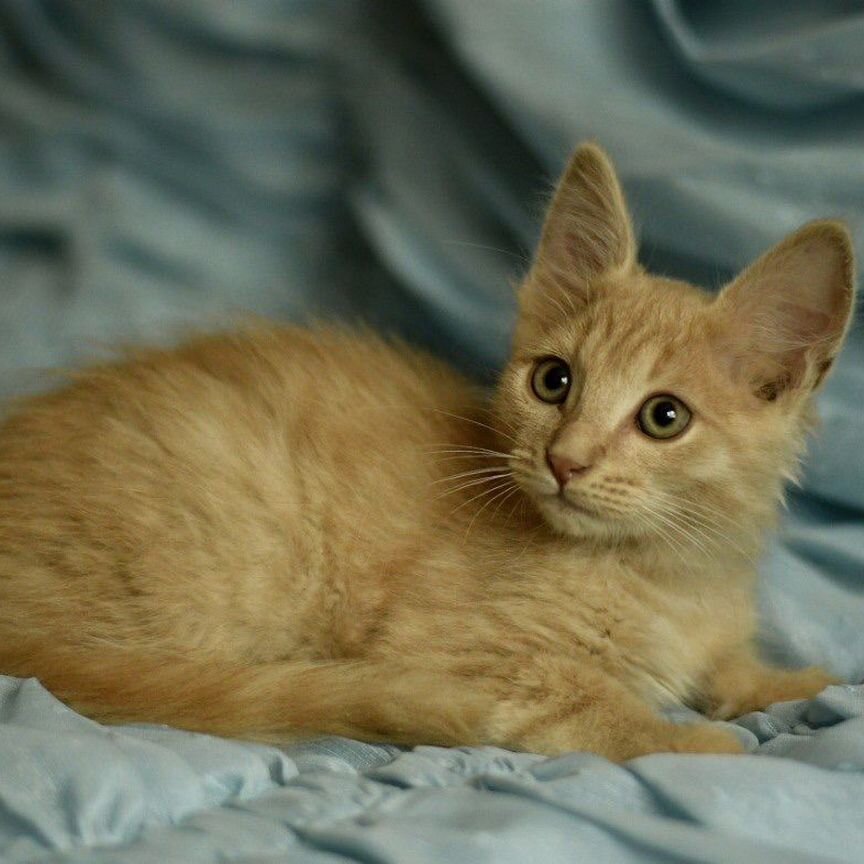 Рыжий котенок в добрые руки