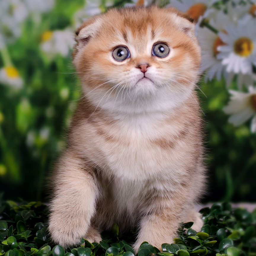 Шотландский вислоухий короткошёрстный котёнок
