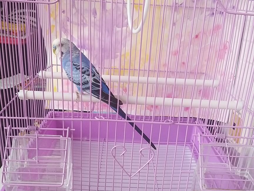 Птенцы волнистый попугай