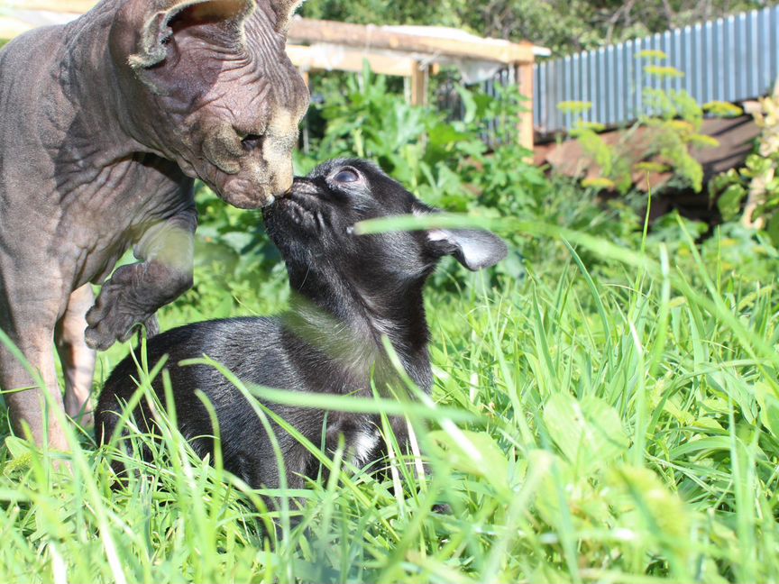 Щенок чихуахуа РКФ