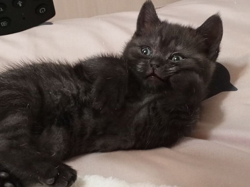 Шотландская