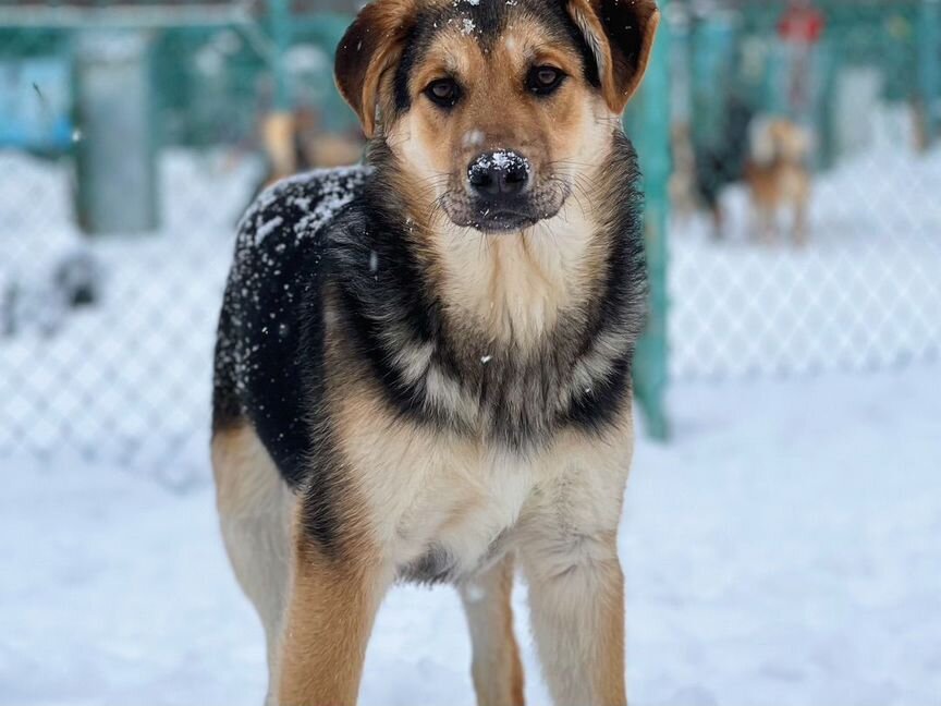 Щенок овчарки