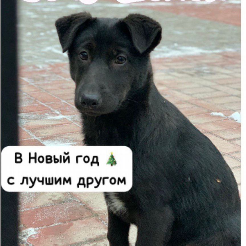 Щенки и чудо