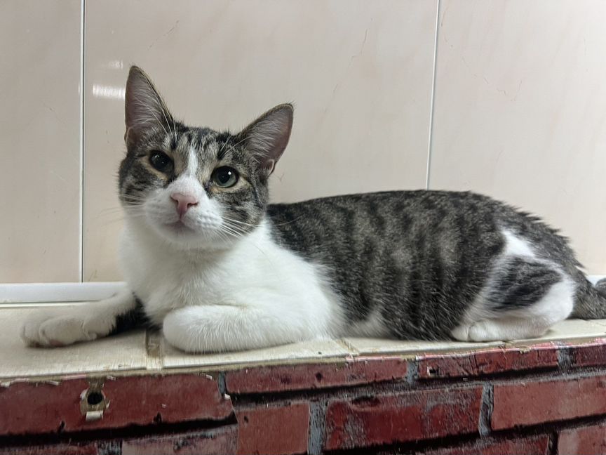 Котик мальчик Бася 1 год