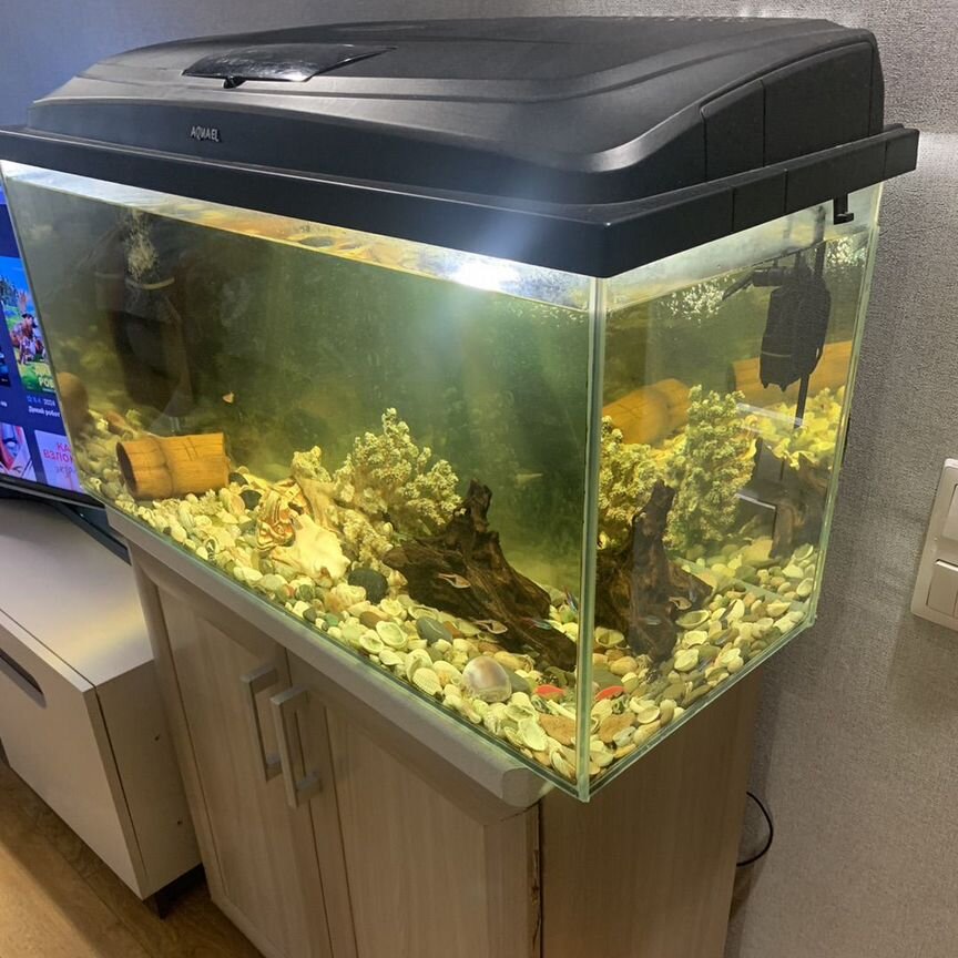 Аквариум с рыбками, креветками