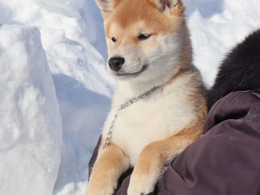 Маленький самурайчик сиба-ину
