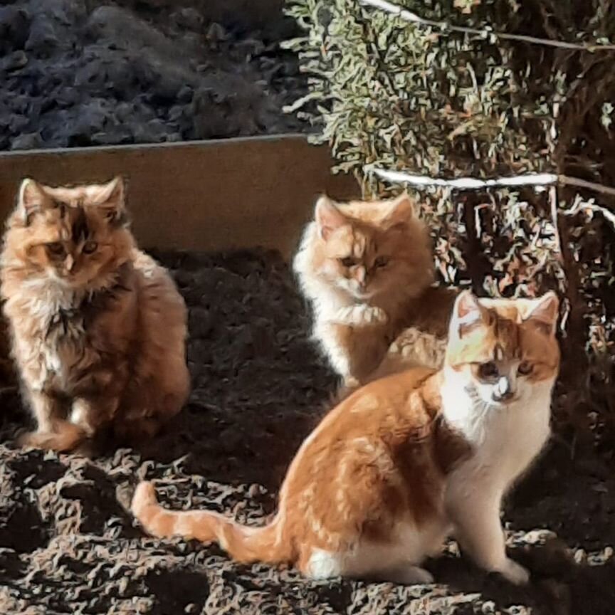Котята в добрые руки