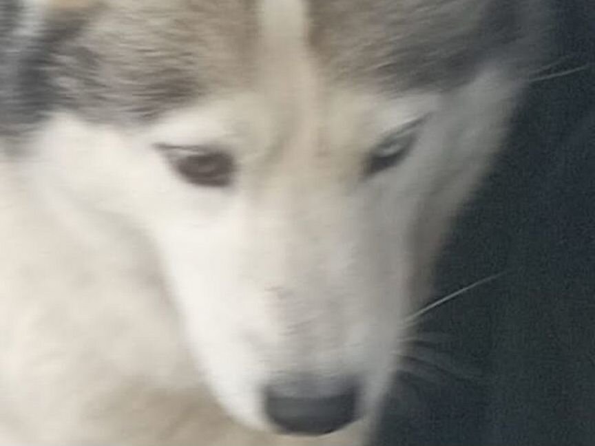 Найдена собака хаски