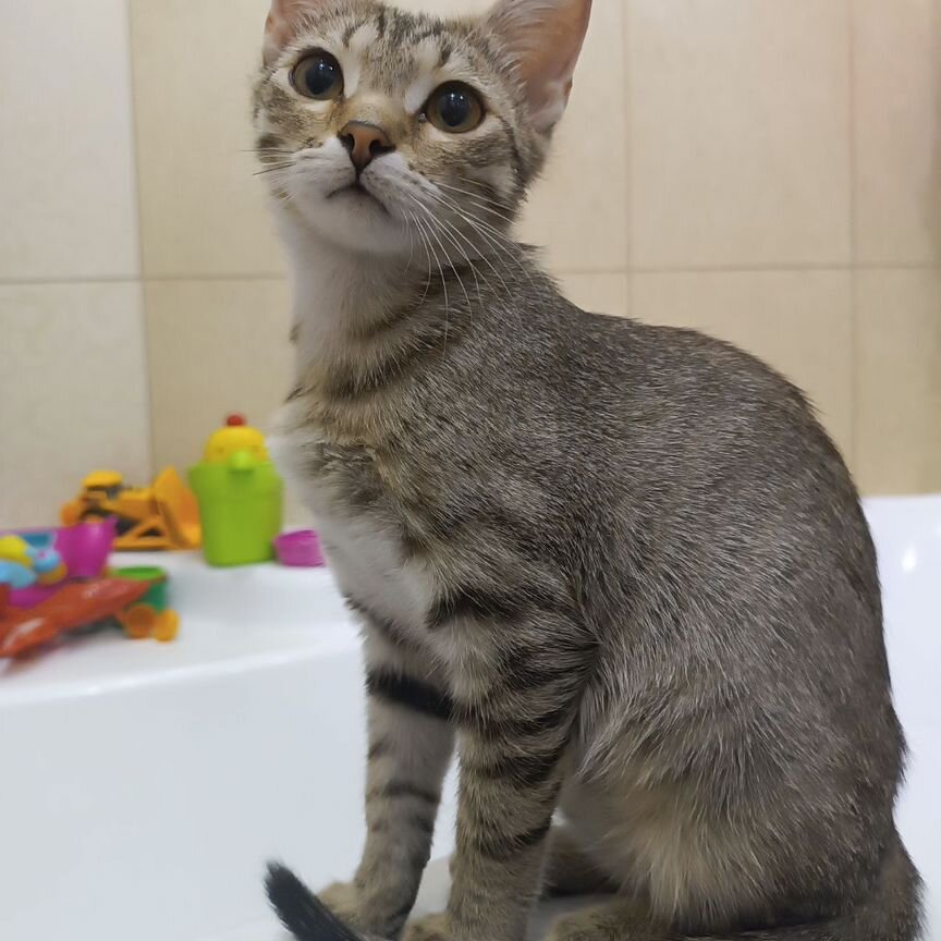 Котёнок пол года в добрые руки