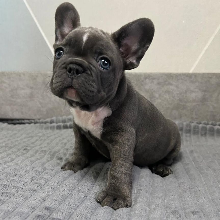 Щенок французского бульдога