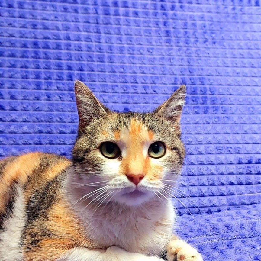 Трехцветная кошка для истинных ценителей красоты