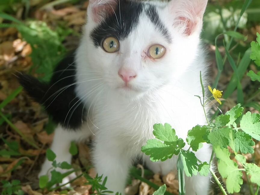 Котик 3-4 мес