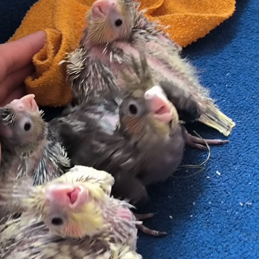 Птенцы щекастой кареллы