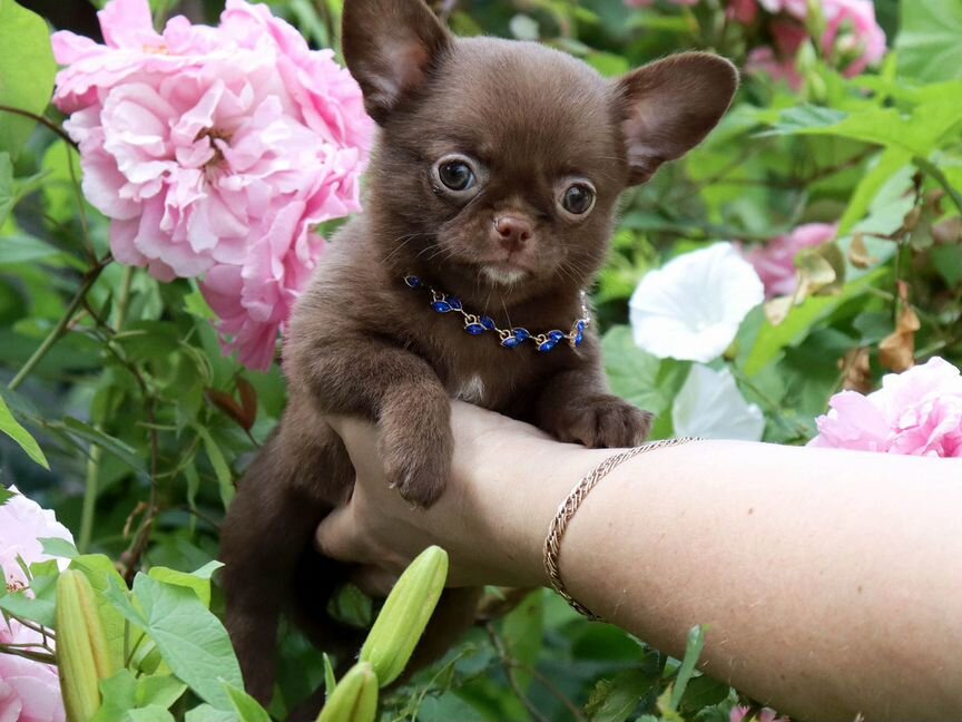 Курносый шоколадик чихуa c видео и доставкoй